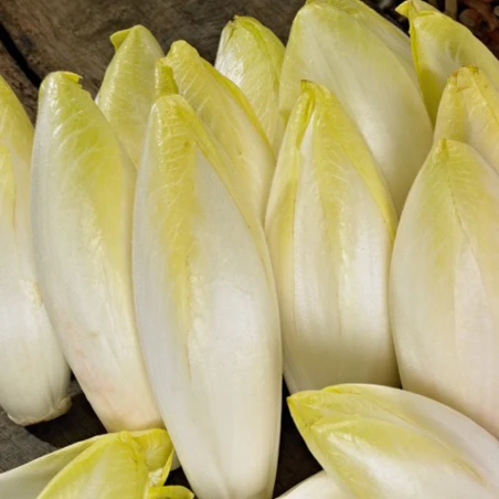ENDIVE - Marché Pernoud