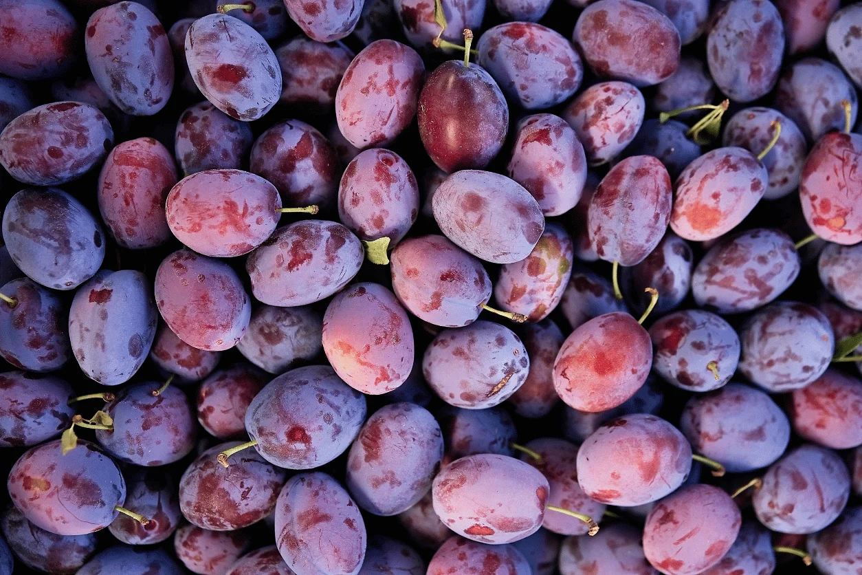 PRUNE QUETSCHE - Marché Pernoud