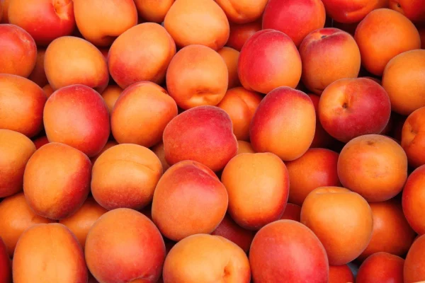 ABRICOT PRICIA PANIER 1KG - Marché Pernoud