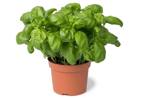BASILIC POT - Marché Pernoud