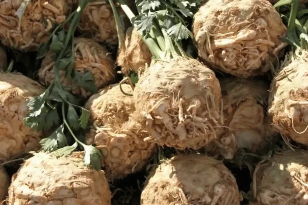CELERI RAVE Français - Marché Pernoud