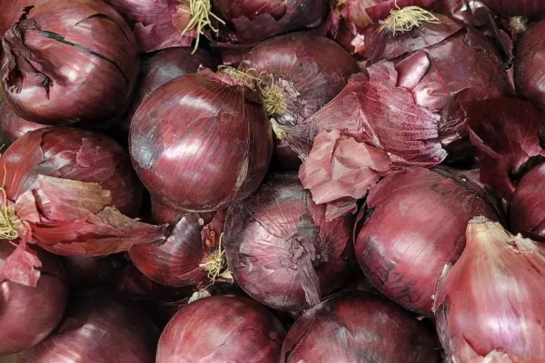 OIGNON ROUGE - Marché Pernoud